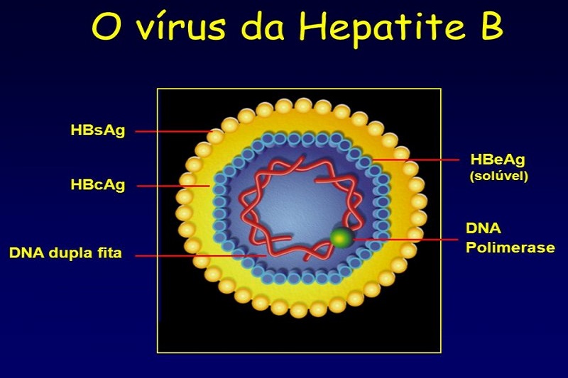 Virus Da Hepatite B Hépatite Delta : état De Connaissances Et